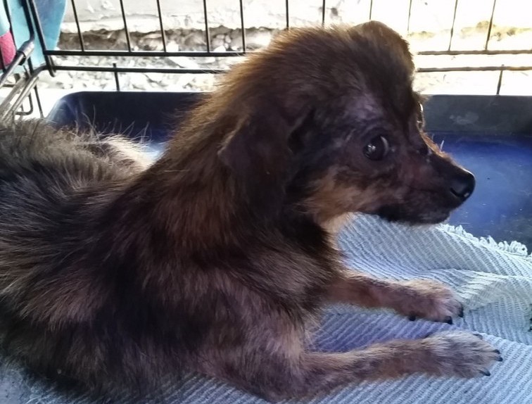 Ina: before and after - Save the Dogs and other Animals ETS