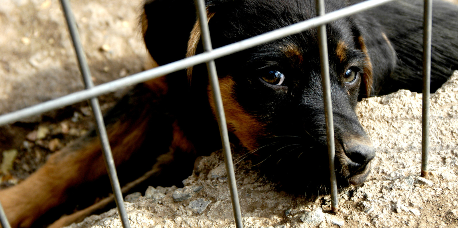 No More Puppies - Save the Dogs and other Animals ETS