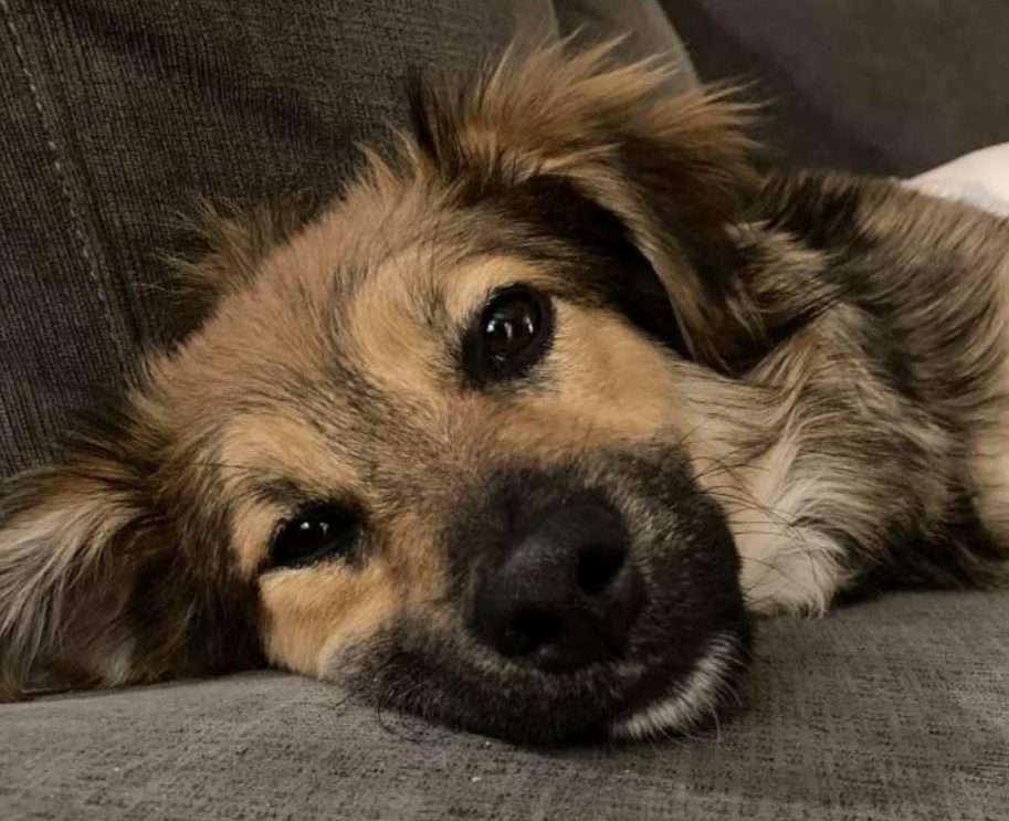 Love has no limits: look at Wally and his new family! - Save the Dogs ...