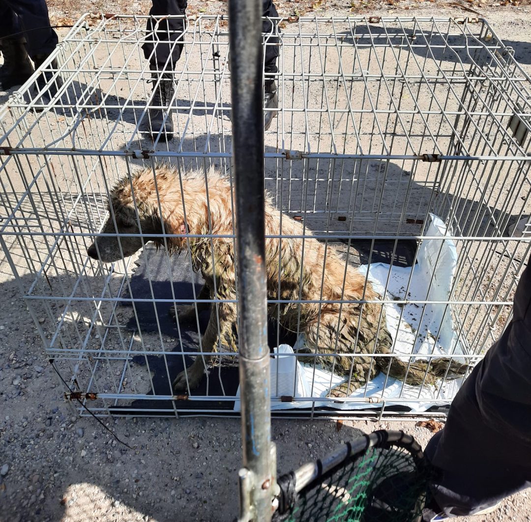 Rescue in Romania – The story of Chappy and Maia - Save the Dogs and ...
