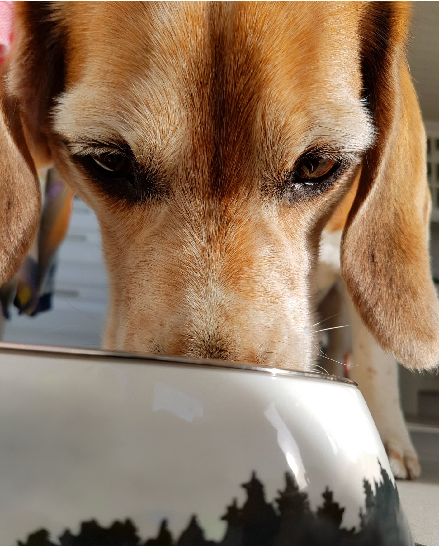 La routine del cane - Save the Dogs and other Animals ETS
