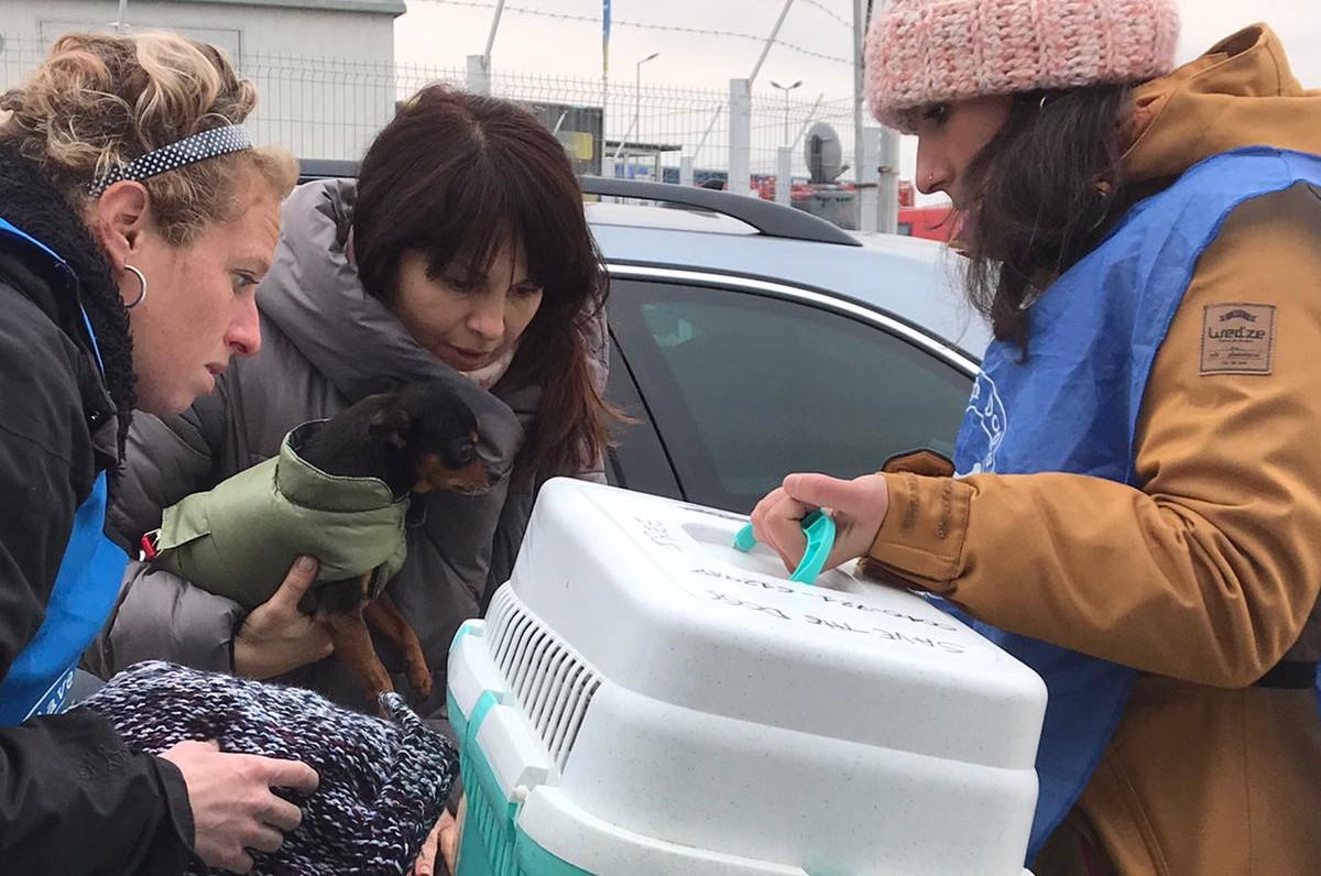 Save the Dogs launches an appeal to low cost airlines - Save the Dogs ...