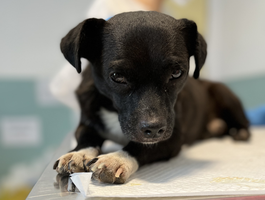 Special relief aid for Save the Dogs from 'Veterinarians Without ...