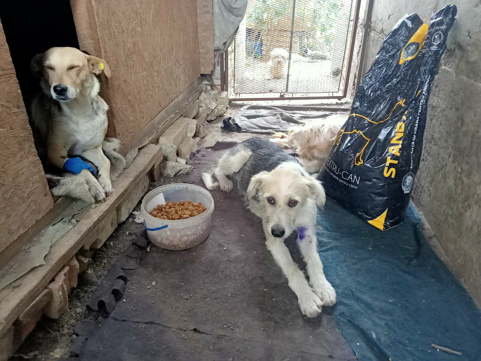 The crisis in Ukraine has been steadily intensifying. - Save the Dogs ...