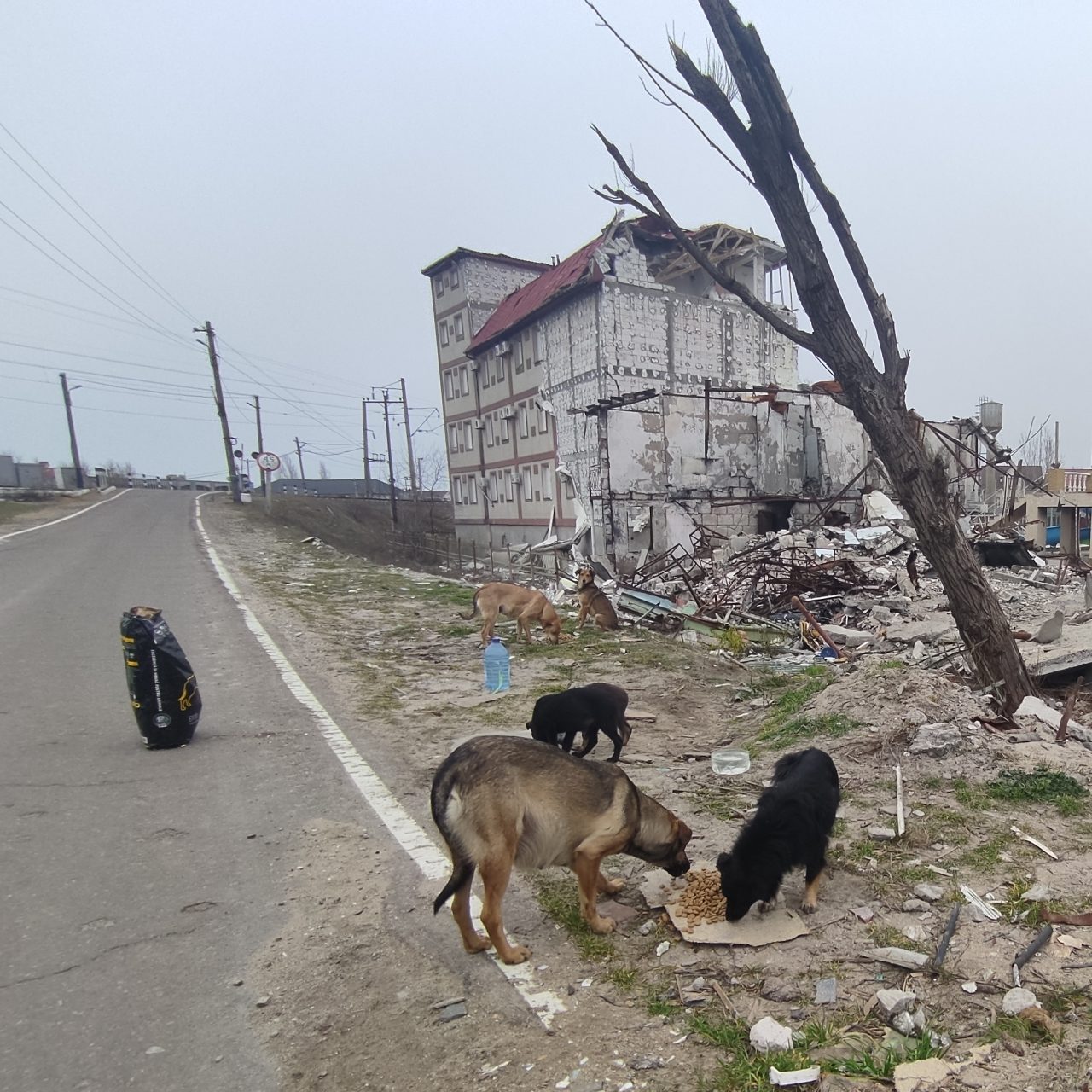 Protect the animals of Ukraine! - Save the Dogs and other Animals ETS