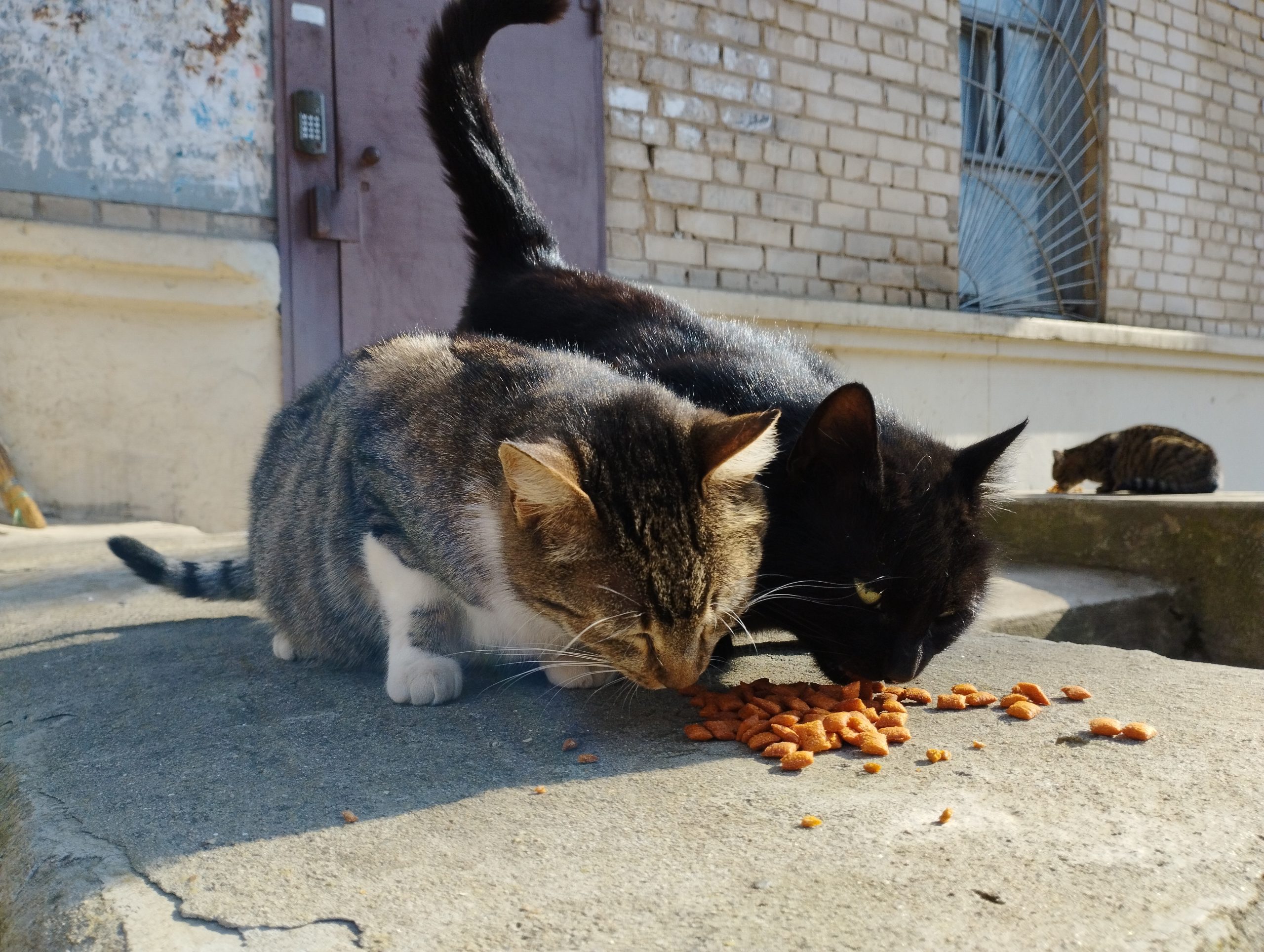 Ukraine: more than 40 animals sterilized - Save the Dogs and other ...