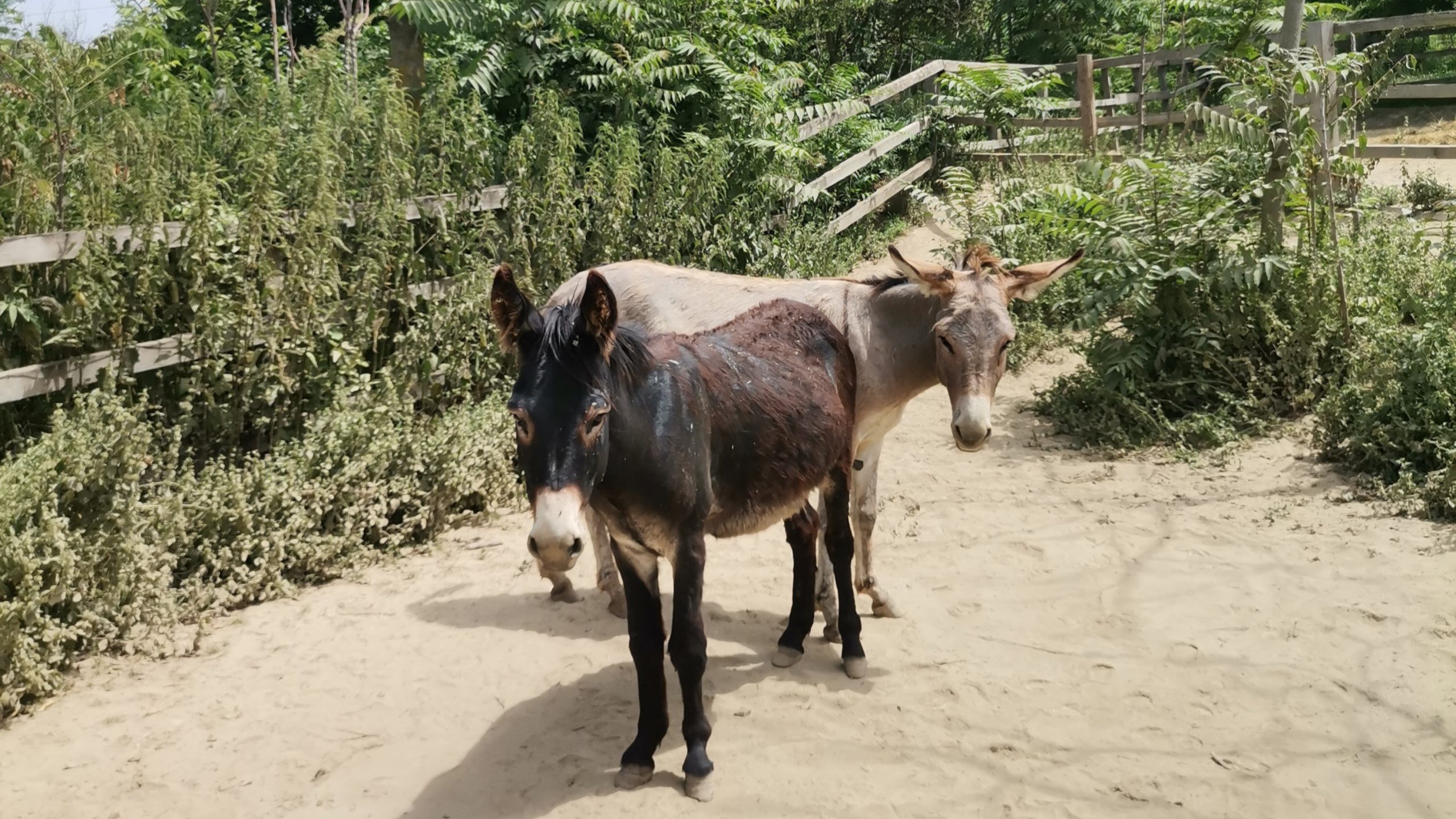 La storia di Robb e Bran, gli asini di Rasova