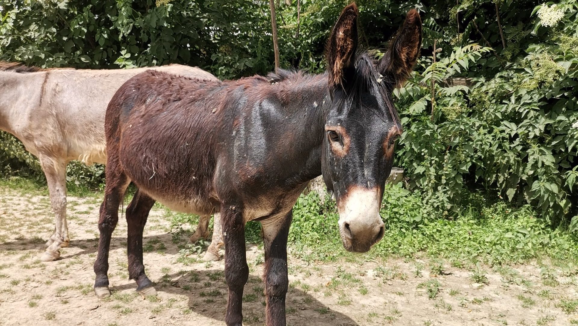 La storia di Robb e Bran, gli asini di Rasova