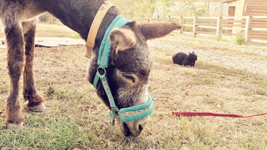 A final farewell to four of our oldest donkeys